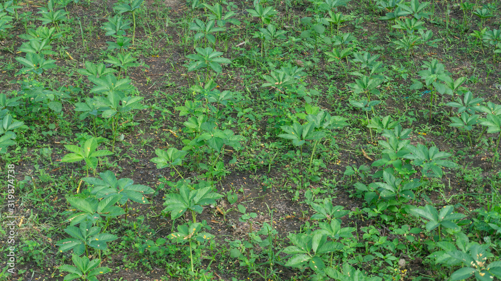 Amorphophallus muelleri, a type of tuber from the taro family and the ...