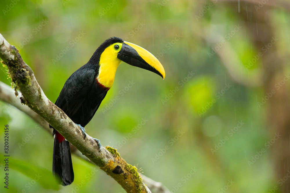 Choco toucan (Ramphastos brevis) is a near-passerine bird in the family ...