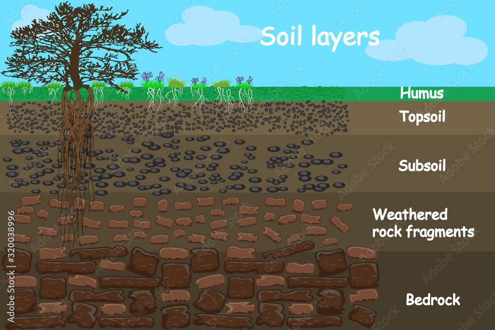 Soil layers. Diagram for layer of soil. Soil layer scheme with grass ...