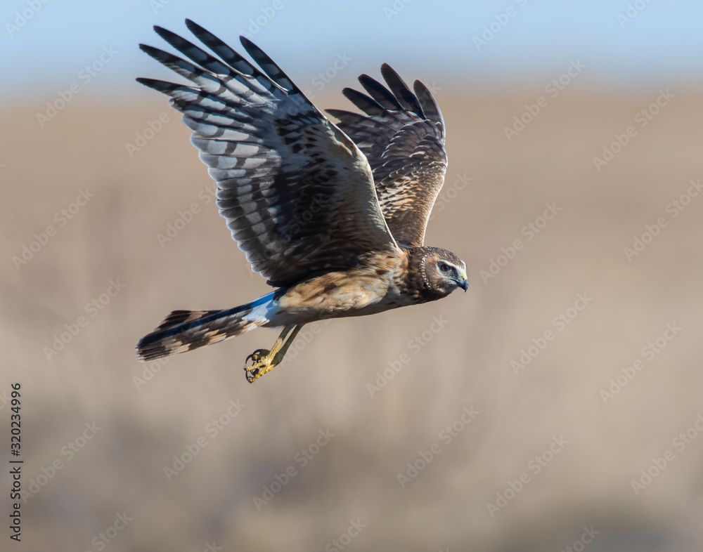 Northern Harrier in flight Stock Photo | Adobe Stock