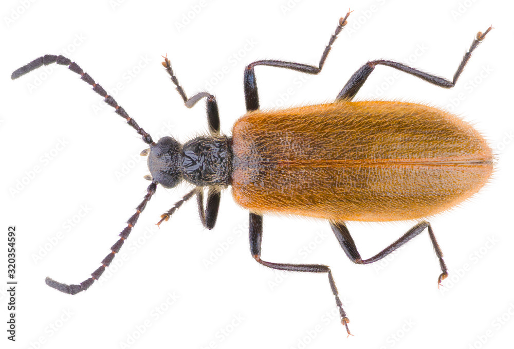 Lagria hirta is a species of darkling beetles belonging to the family ...
