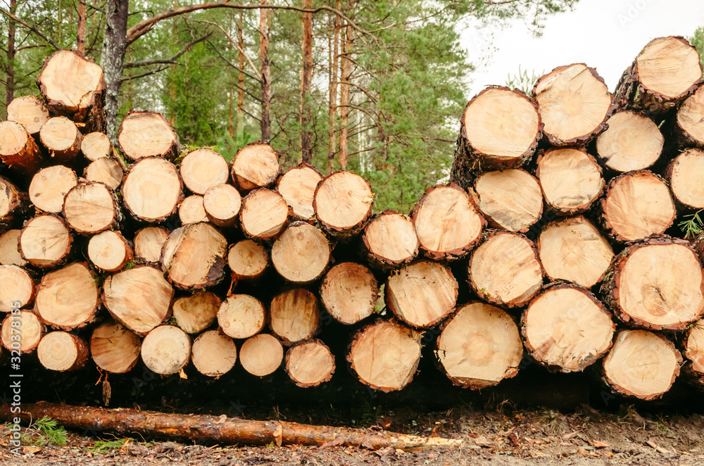 logging in the forest, logs piled on top of each other, logs in the ...