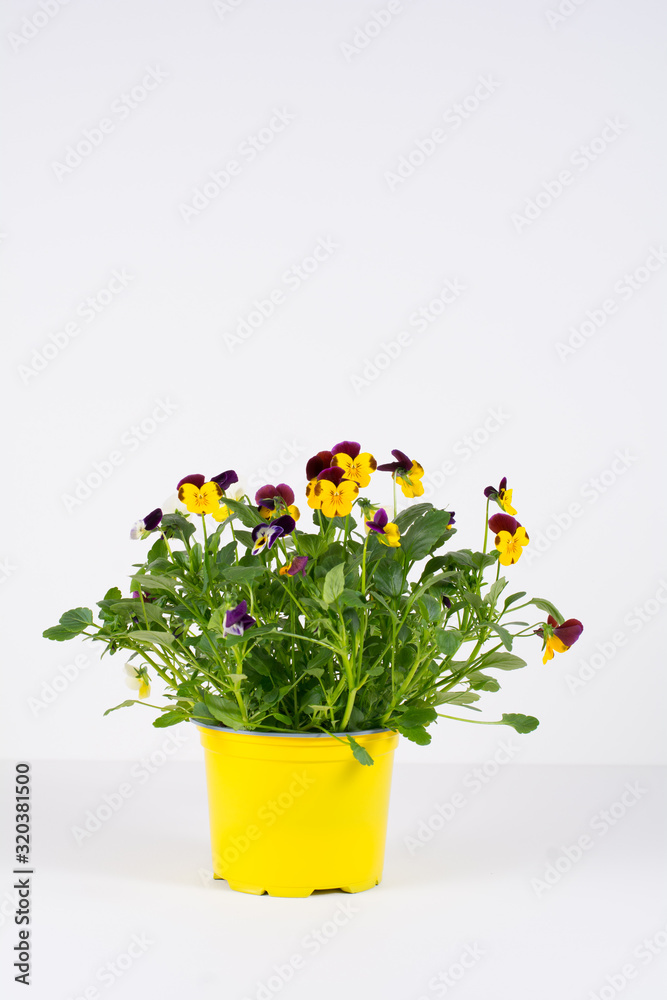 Mix of mini pansy flowers Viola cornuta (Jump Up, Mickey, White Blotch ...