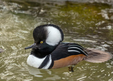 American Merganser Free Stock Photo - Public Domain Pictures