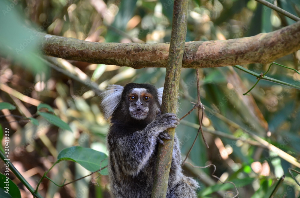 Common marmoset Sagui monkey sitting on a branch looking up showing its ...