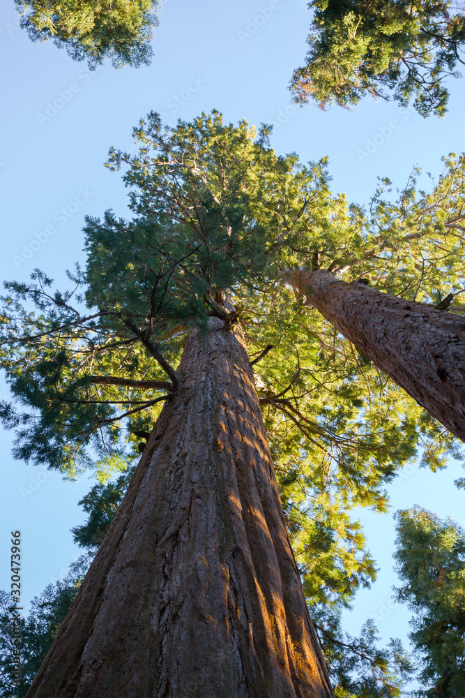 Huge sequoias, bottom up view with sky on the background, Giant Forest ...