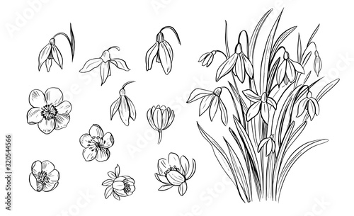 Set of outline spring flowers and plants. Decorative floral elements ...