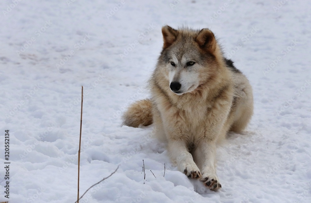 Foto The Timber wolf, also known as the gray wolf, is a large canine ...