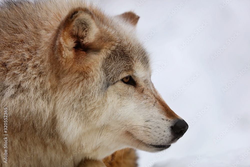 Fotografie The Timber wolf, also known as the gray wolf, is a large ...