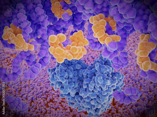 The antibiotic vancomycin inhibits proper cell wall synthesis of gram ...