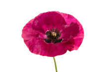 Poppy Flower Papaveraceae Free Stock Photo - Public Domain Pictures