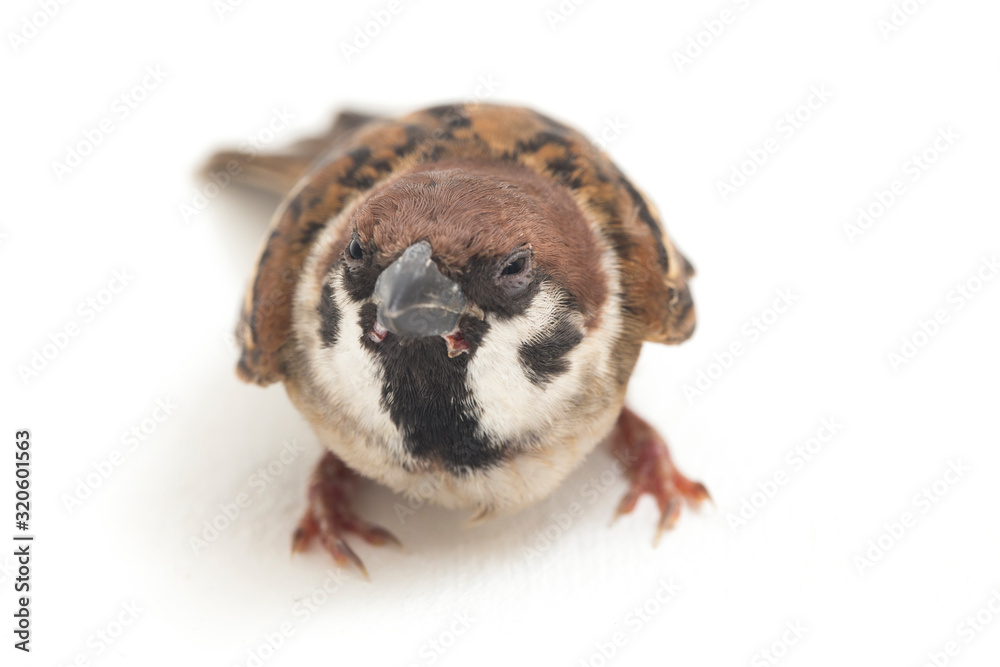 Old World sparrows are a family of small passerine birds. They are also ...