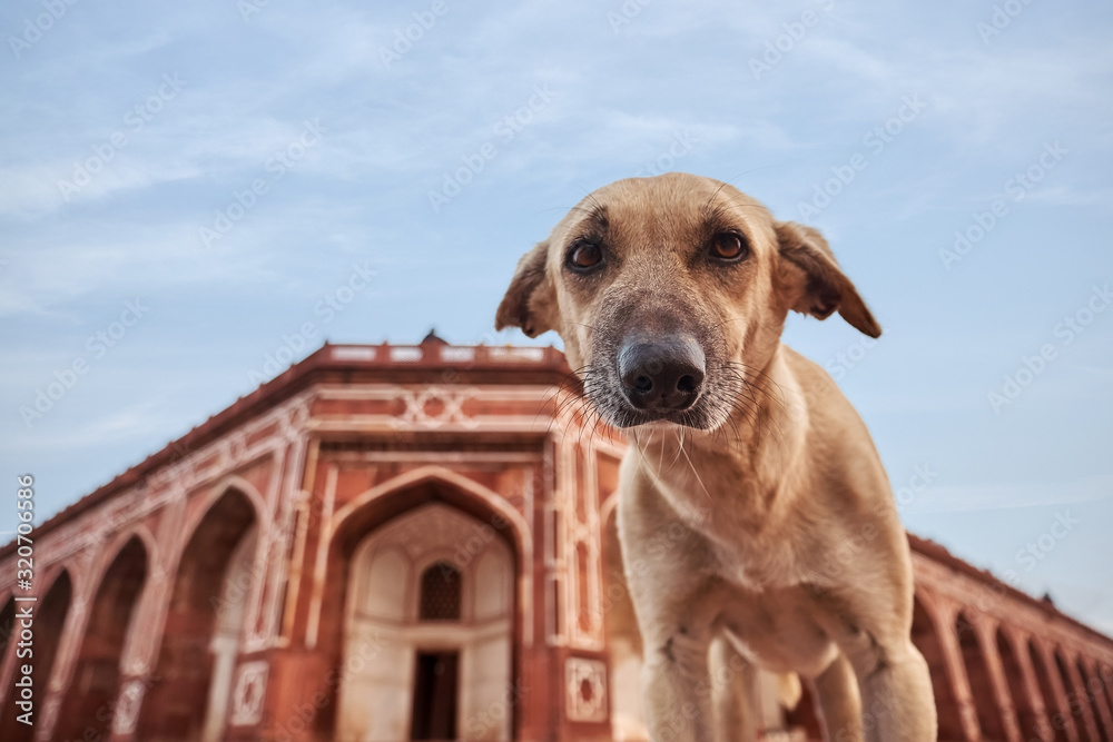 Indian dog near the Humayun's tomb, the mausoleum of the Mughal Emperor ...