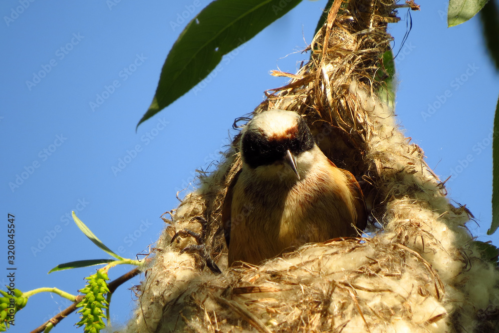 Penduline tit or European penduline tit (Remiz pendulinus), a bird of ...