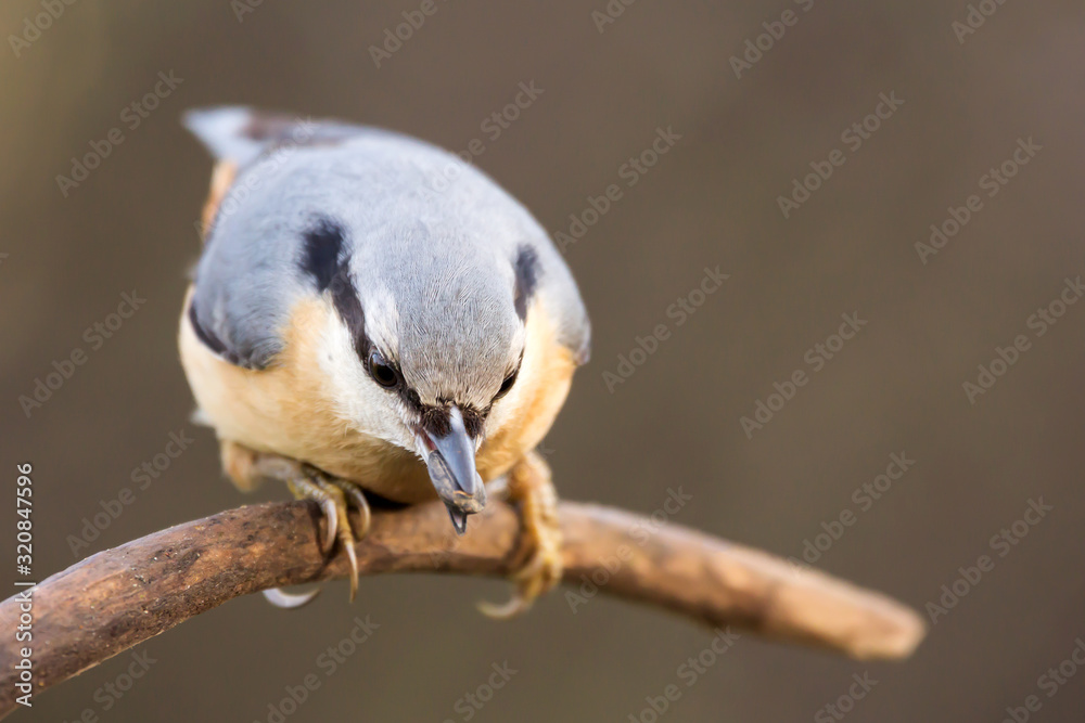 Nuthatch (Sitta europaea) Eurasian nuthatch bird perching on a branch ...