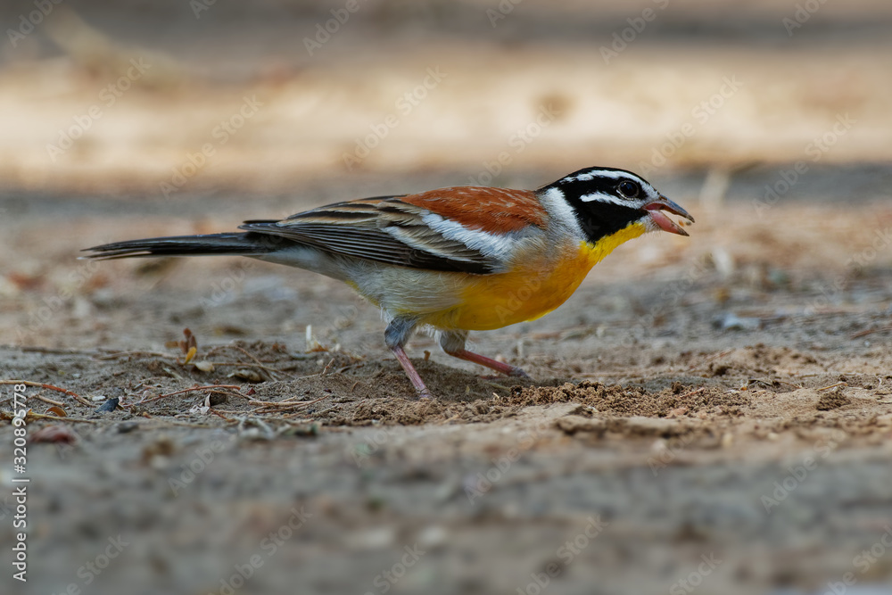 Golden-breasted Bunting - Emberiza flaviventris passerine yellow black ...