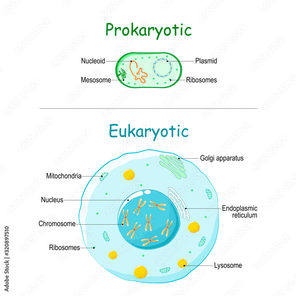 Prokaryote vs Eukaryote. illustration of eukaryotic and prokaryotic ...