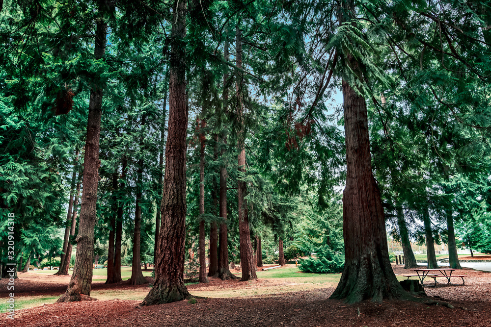 A park near Seattle, Washington with tall and large pine trees and a ...