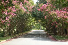 Crepe Myrtle Tree Free Stock Photo - Public Domain Pictures