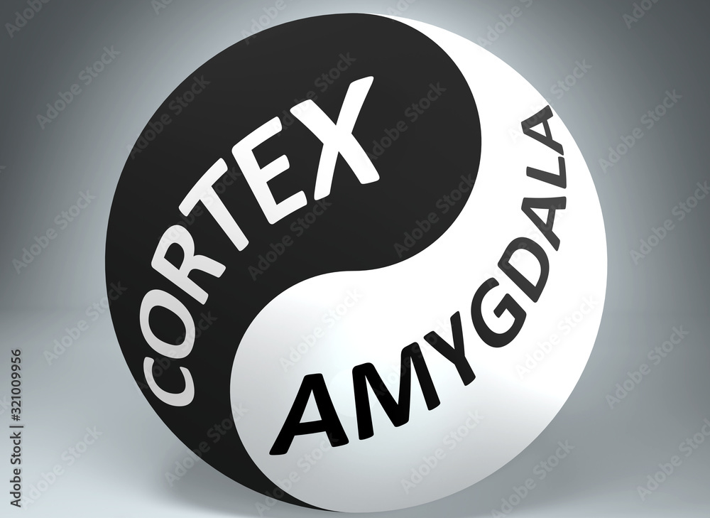 Cortex and amygdala in balance - pictured as words Cortex, amygdala and ...