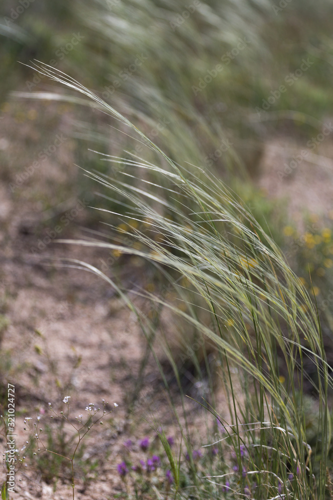 Stipa capillata rare as known as feather, needle, spear grass in steppe ...