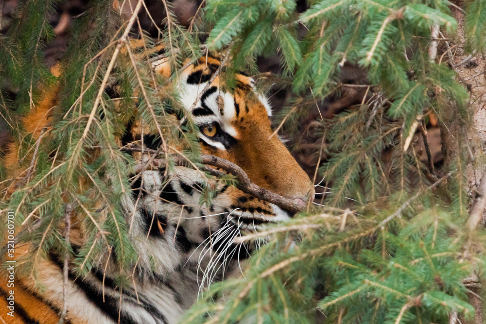 muzzle in the thicket. Amur tiger , Siberian tiger - a powerful and ...