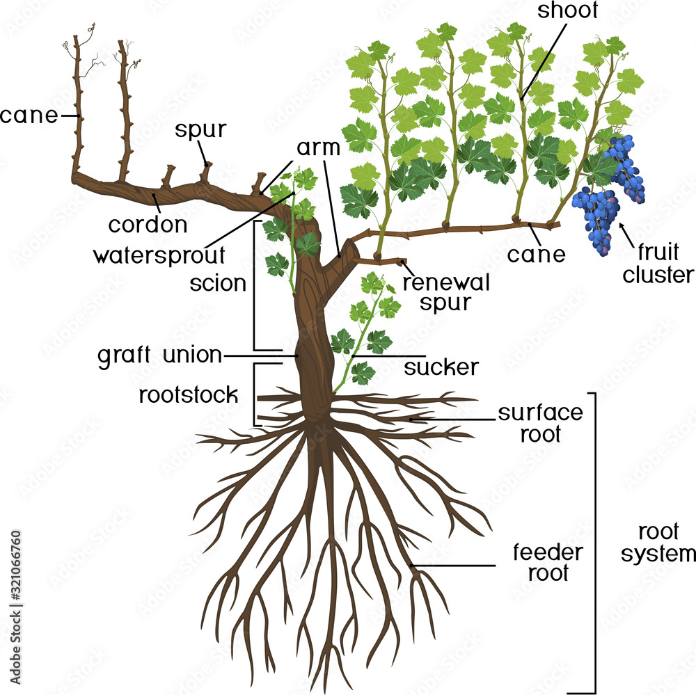 Parts of plant. Morphology of grape vine plant with root system ...
