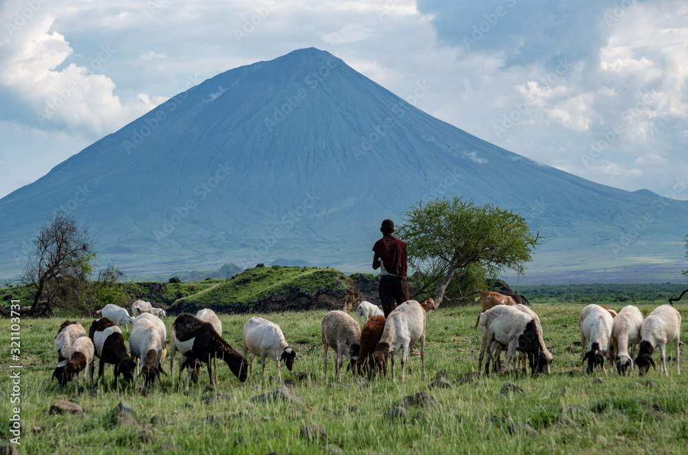 Maasai boy shepherd with flock of sheeps and Ol Doinyo Lengai on ...