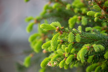 Fir Stem Free Stock Photo - Public Domain Pictures