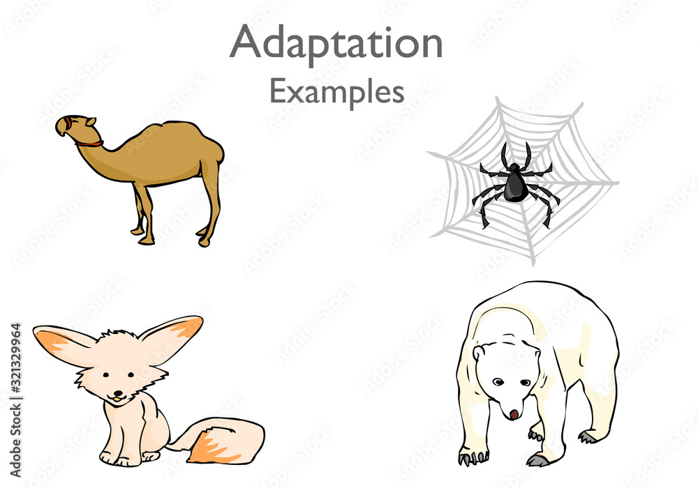 Adaptation evolution examples. Harmony. Camel, dessert fox polar bear ...
