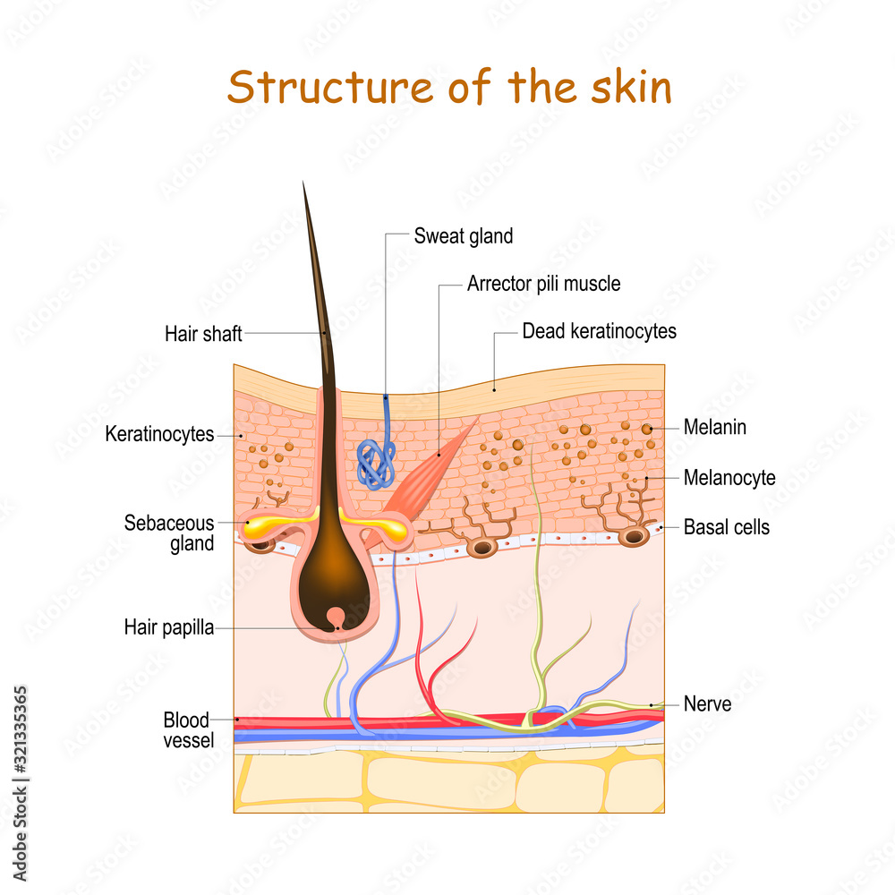 Skin layers with hair follicle, sweat gland and sebaceous gland. Cell ...
