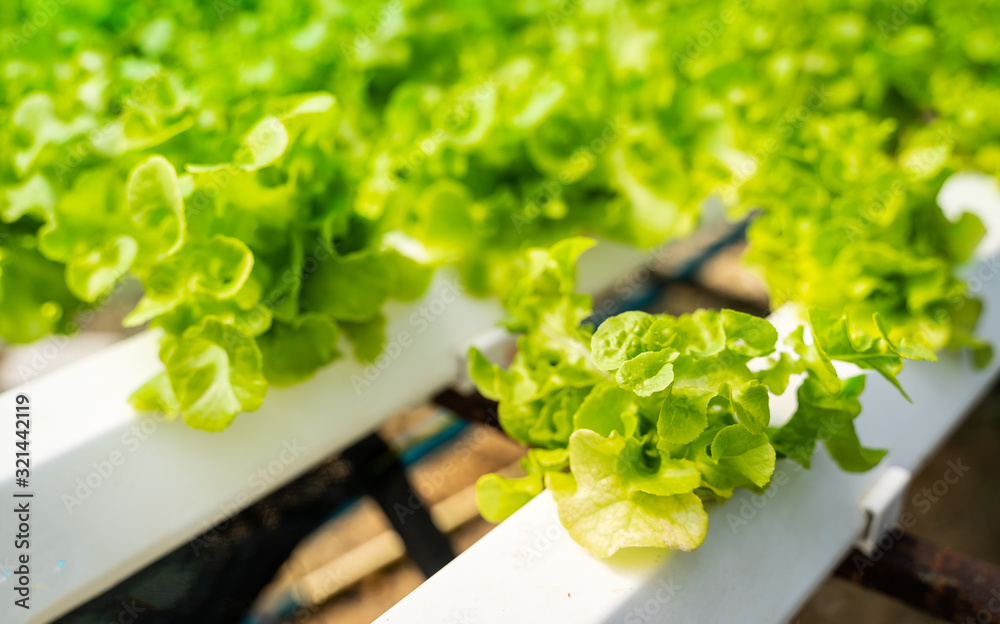 Hydroponics vegetables Green oak lettuce growing in plastic pipes at ...
