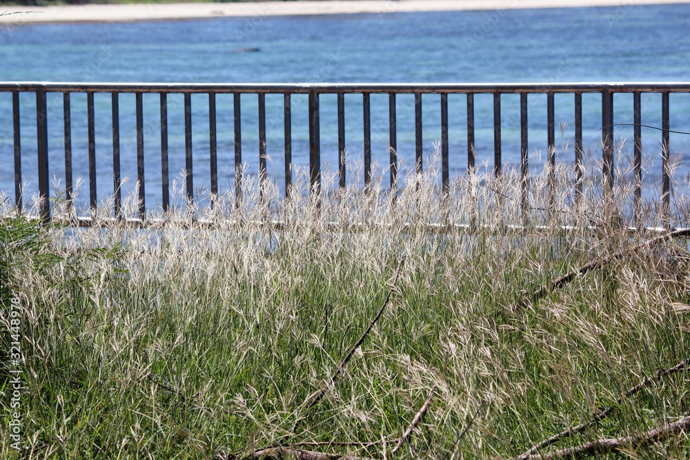 Thick grass grows along a steel fence railing by the beach Stock Photo ...