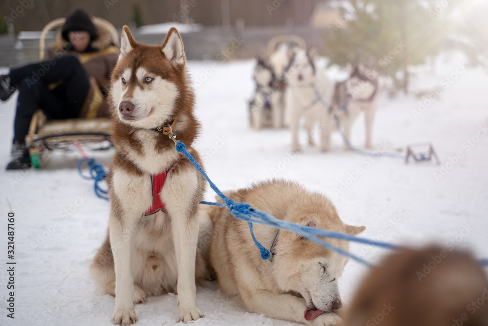 Siberian husky sled dog racing. Mushing winter competition. Husky sled ...