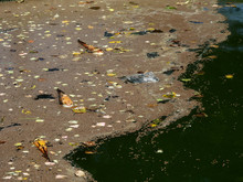 Trench Filled With Putrid Water Free Stock Photo - Public Domain Pictures