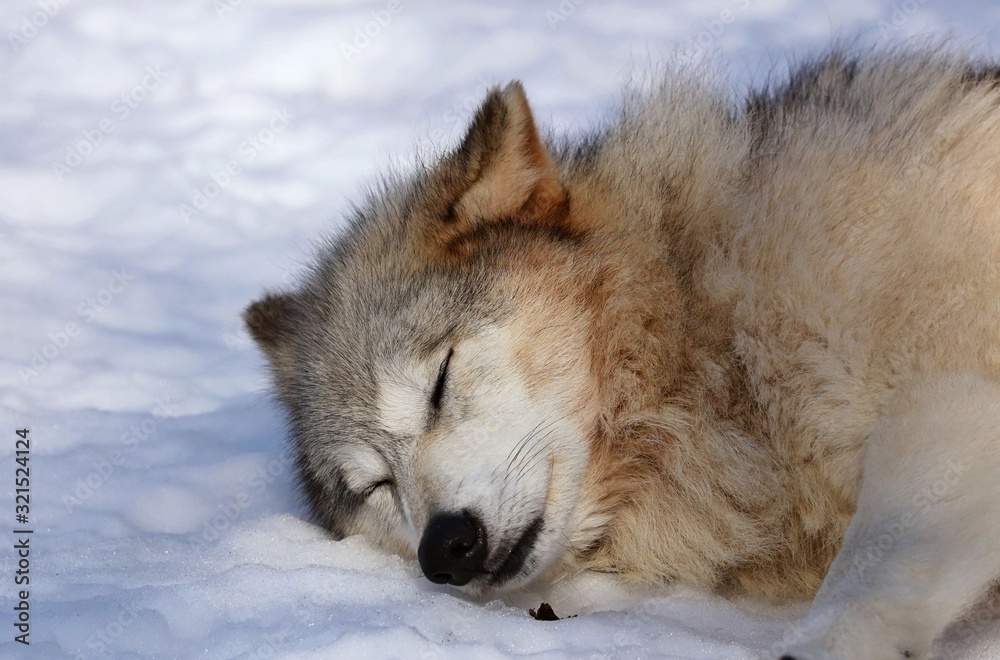 The Timber wolf, also known as the gray wolf, is a large canine native ...
