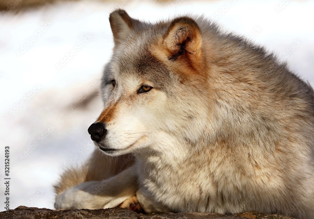 The Timber wolf, also known as the gray wolf, is a large canine native ...