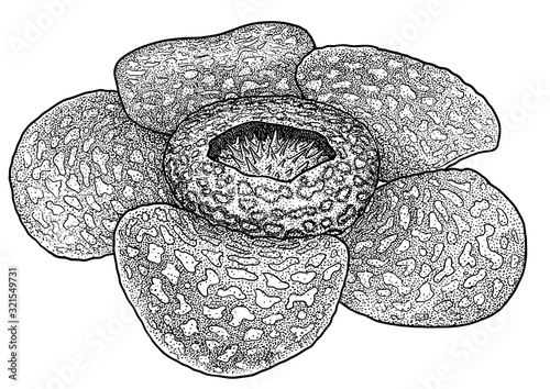 Rafflesia illustration, drawing, engraving, ink, line art, vector Stock ...