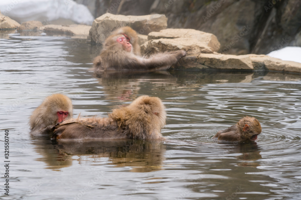 Japanese Snow Monkeys relaxing and bathing in the hot spring among the ...