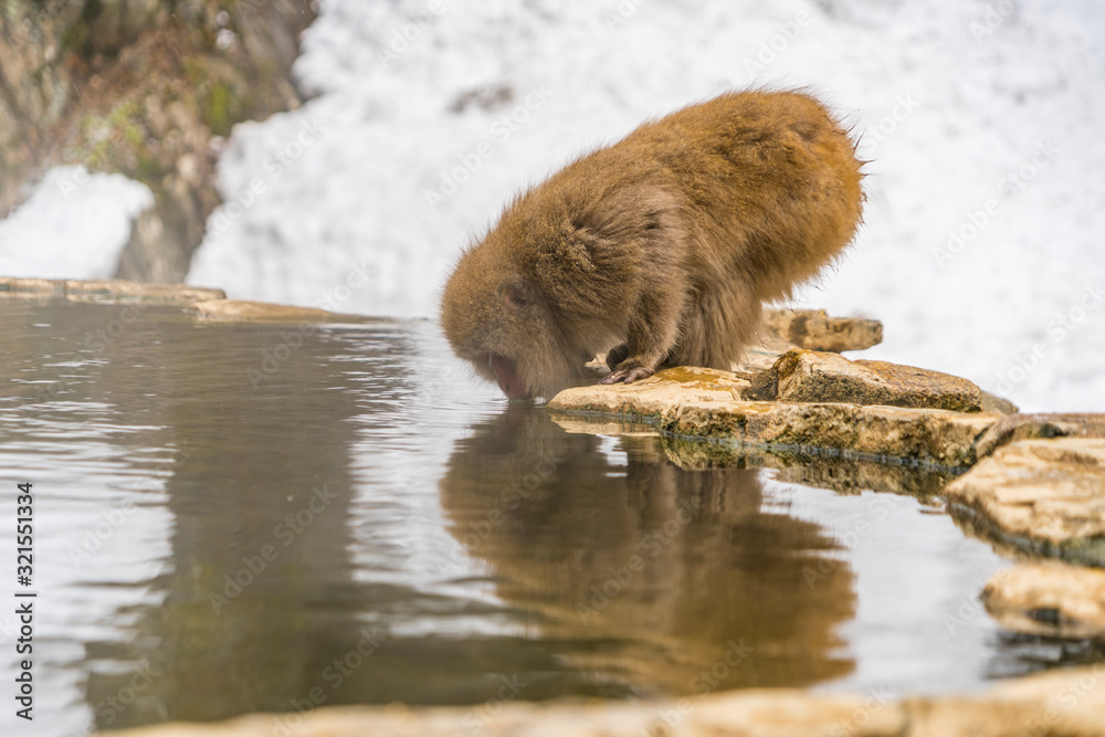 Japanese Snow Monkey drinks hot spring water among Snowy Mountain in ...