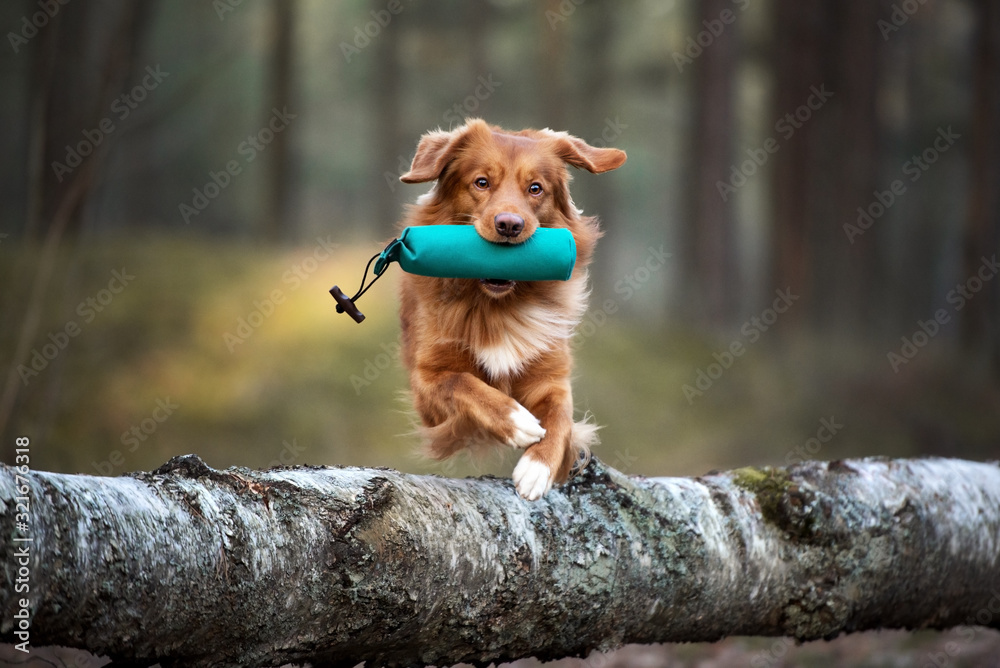 red toller retriever dog jumping over a tree with a hunting dummy in ...