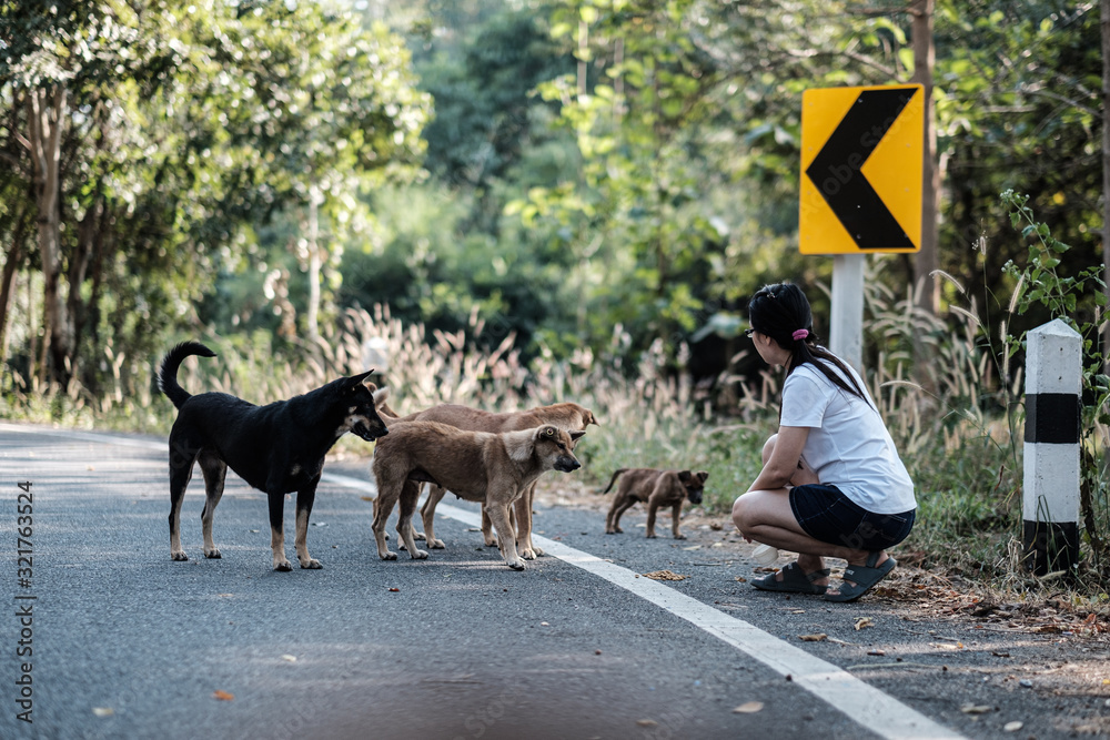 Stray dogs live on the roads in the forest Stock Photo | Adobe Stock