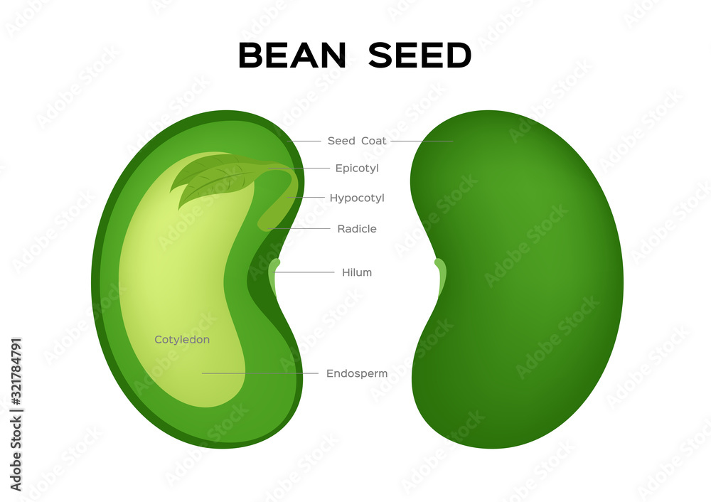 bean seed vector / embryo infographic Stock Vector | Adobe Stock