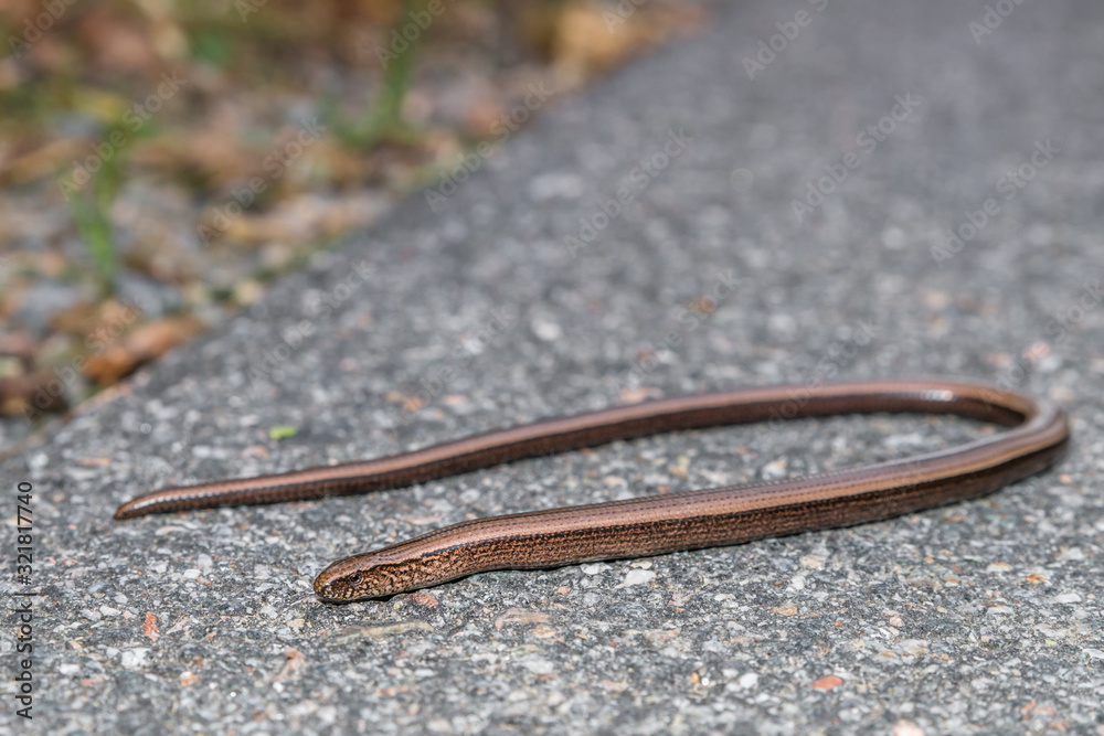 Nahaufnahme einer Blindschleiche (Anguis fragilis) auf einer Straße und ...