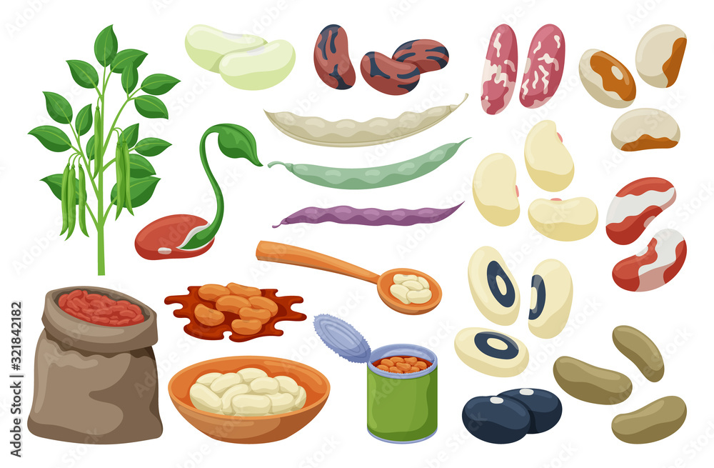 Bean of food vector illustration on white background .Isolated cartoon ...