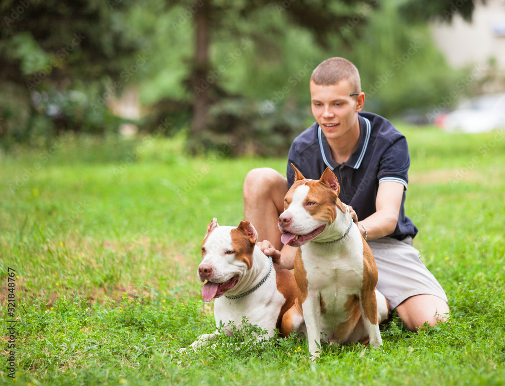 Photo Stock Front view of handsome guy spending time with two pit bulls ...