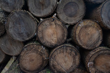 Logs In Woods Free Stock Photo - Public Domain Pictures