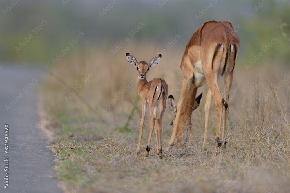 Impala baby, impala calf in the wilderness with impala mom gazelle ...