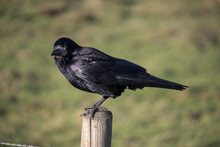 Crow On A Fence Post Free Stock Photo - Public Domain Pictures