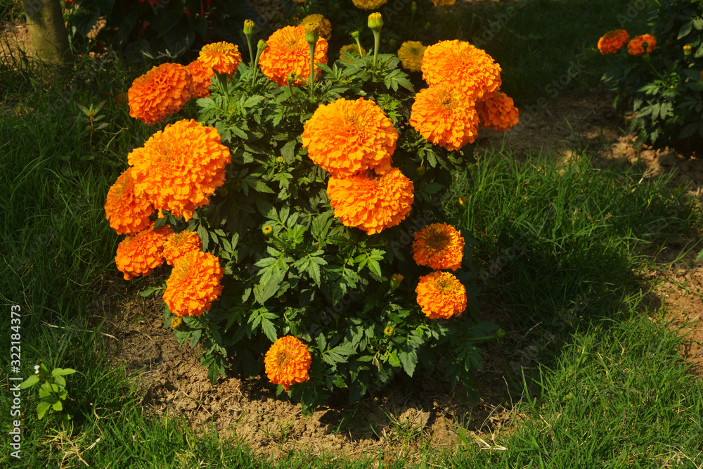 Close up of Indian inca genda marigold flowers growing in a garden with ...